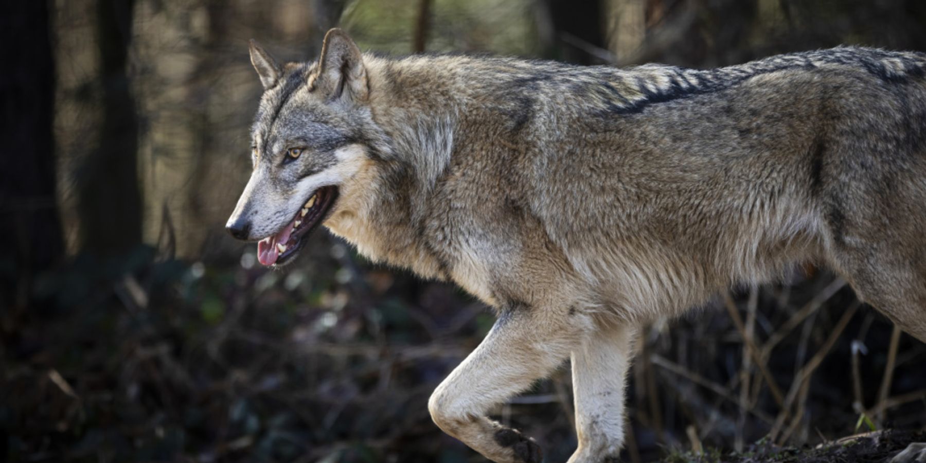 GPS-Sender soll Informationen zu Schwyzer Wolfsrudel geben | Nau.ch
