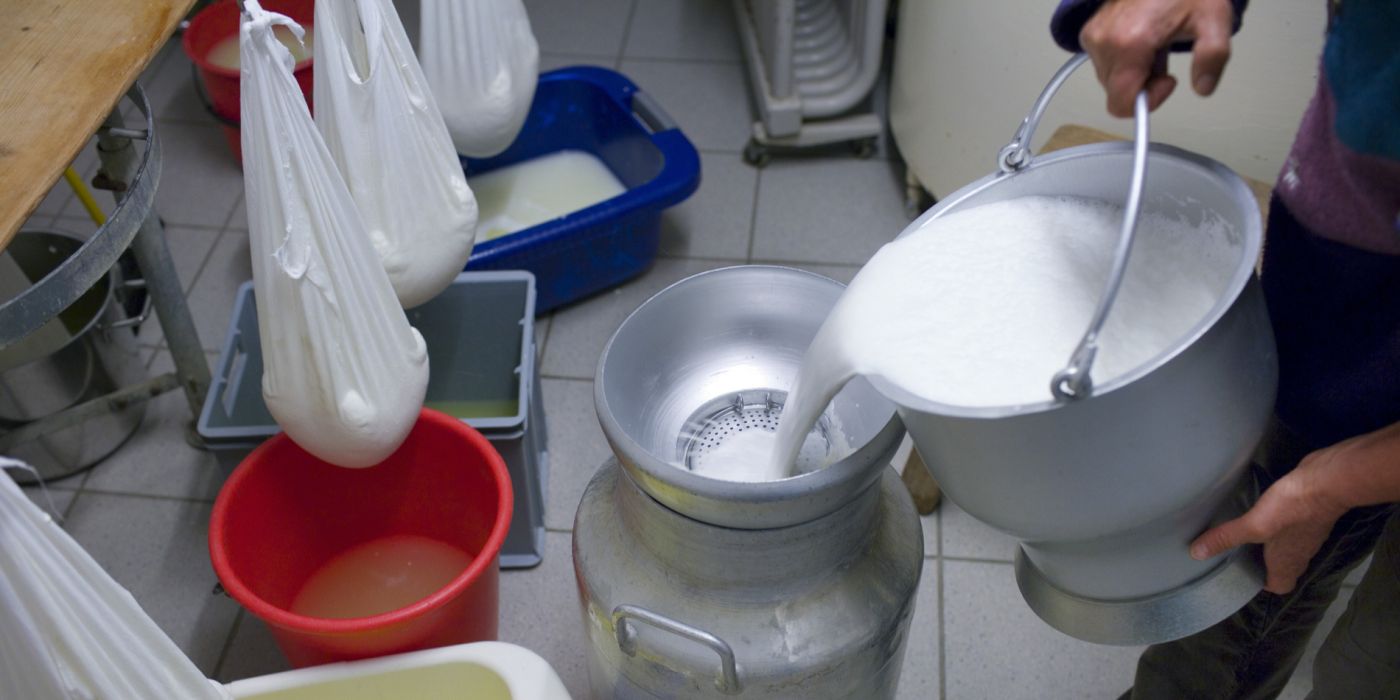Zu viel Milch: Schweizer Bauern schlachten ihre Kühe früher | Nau.ch