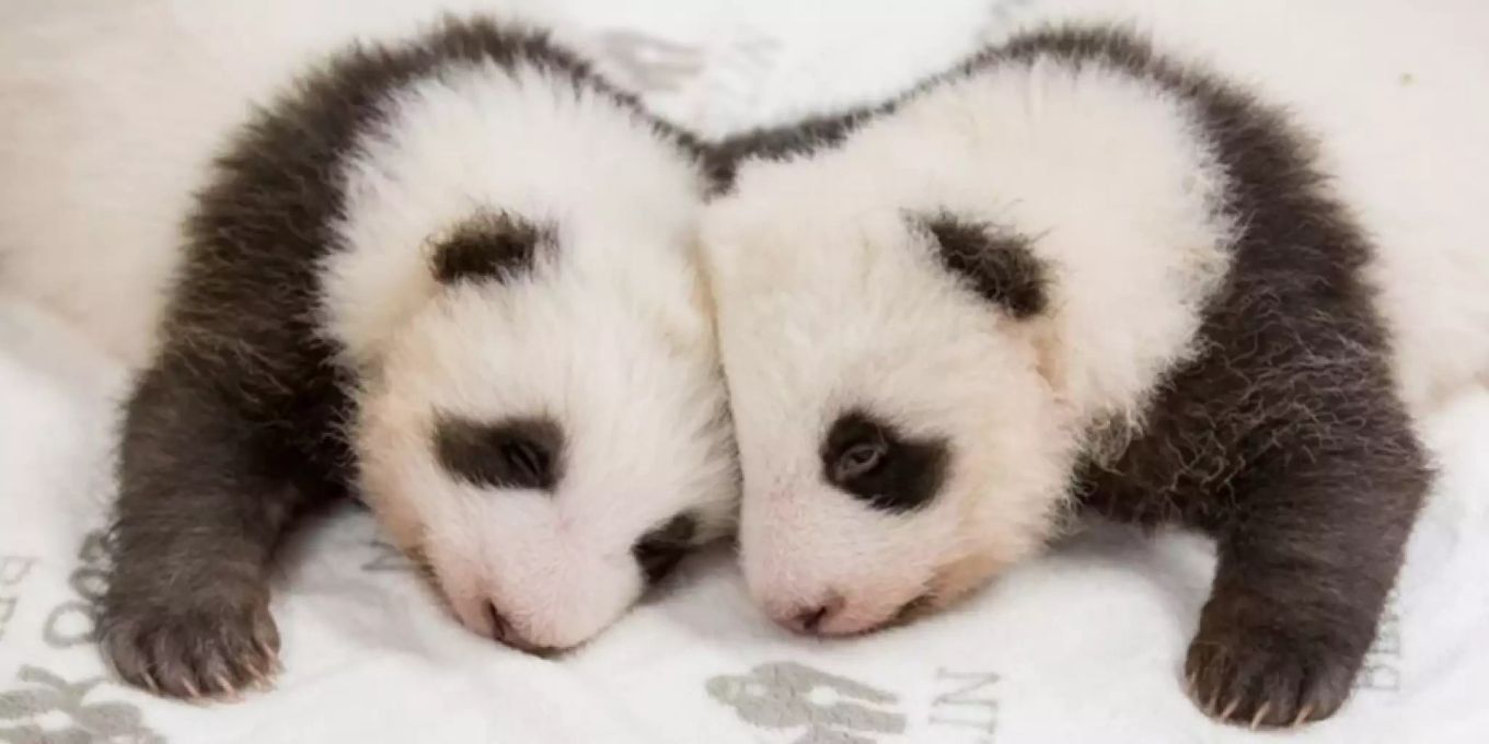 Kuschelzeit bei den Berliner Panda-Bärchen | Nau.ch
