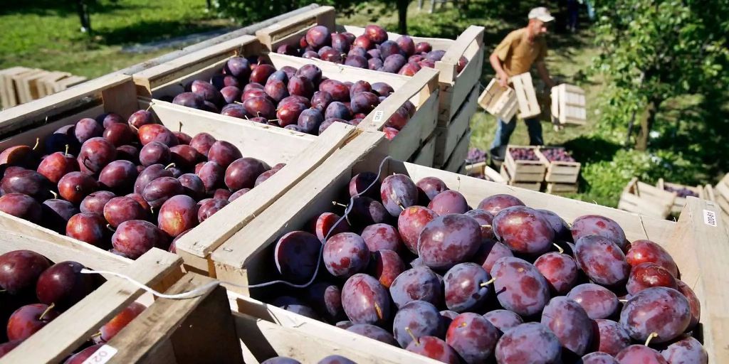 Trockener und heisser Sommer beschert enorme Pflaumenernte