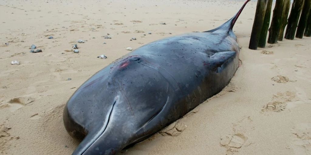 Wal an Strand in Nordfrankreich verendet