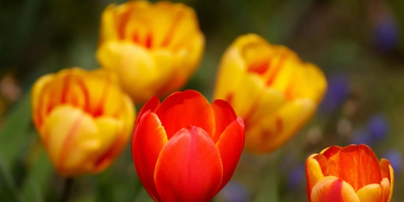 Binningen beteiligt sich an Aktion «L'aiMant Rose» | Nau.ch