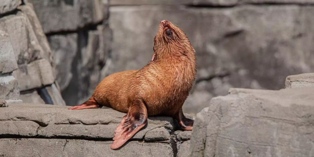 Albino-Seebärenbaby soll nach Disney-Figur Elsa benannt werden