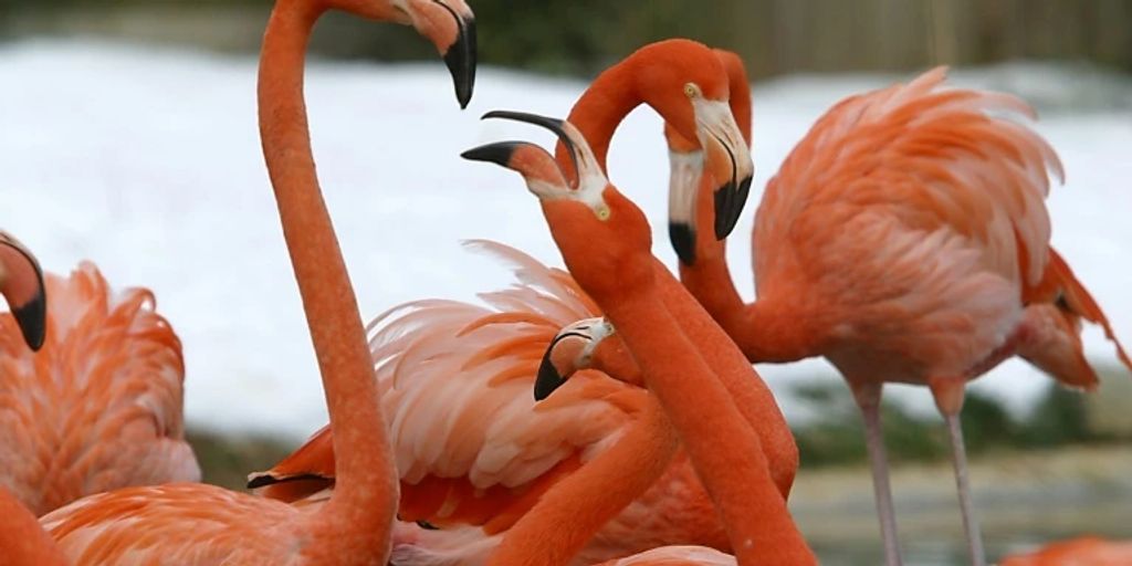 Fuchs reisst fast gesamte Flamingo-Kolonie im Wiener Zoo Schönbrunn