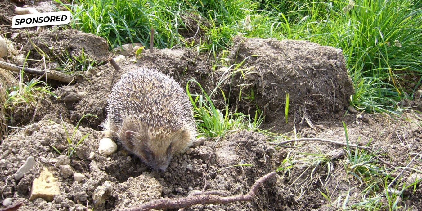 Deshalb sind Laub und Äste für Igel überlebenswichtig | Nau.ch