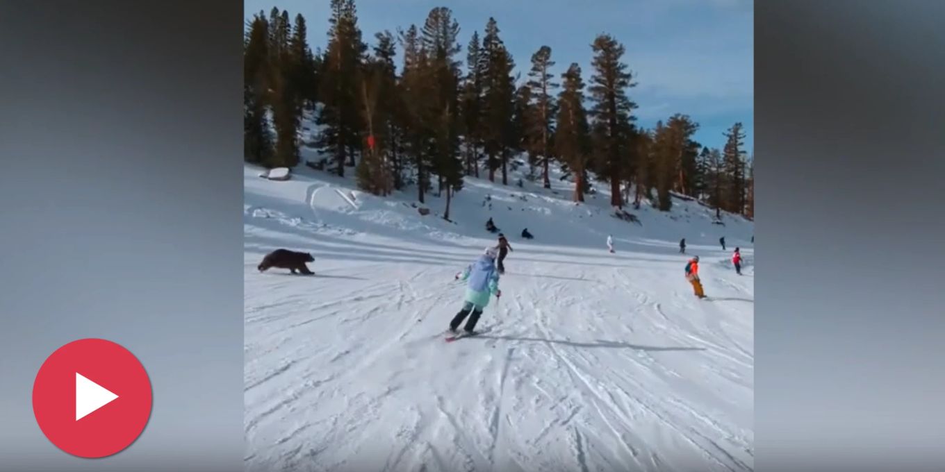 Bär rennt in den USA einfach auf die Skipiste! | Nau.ch