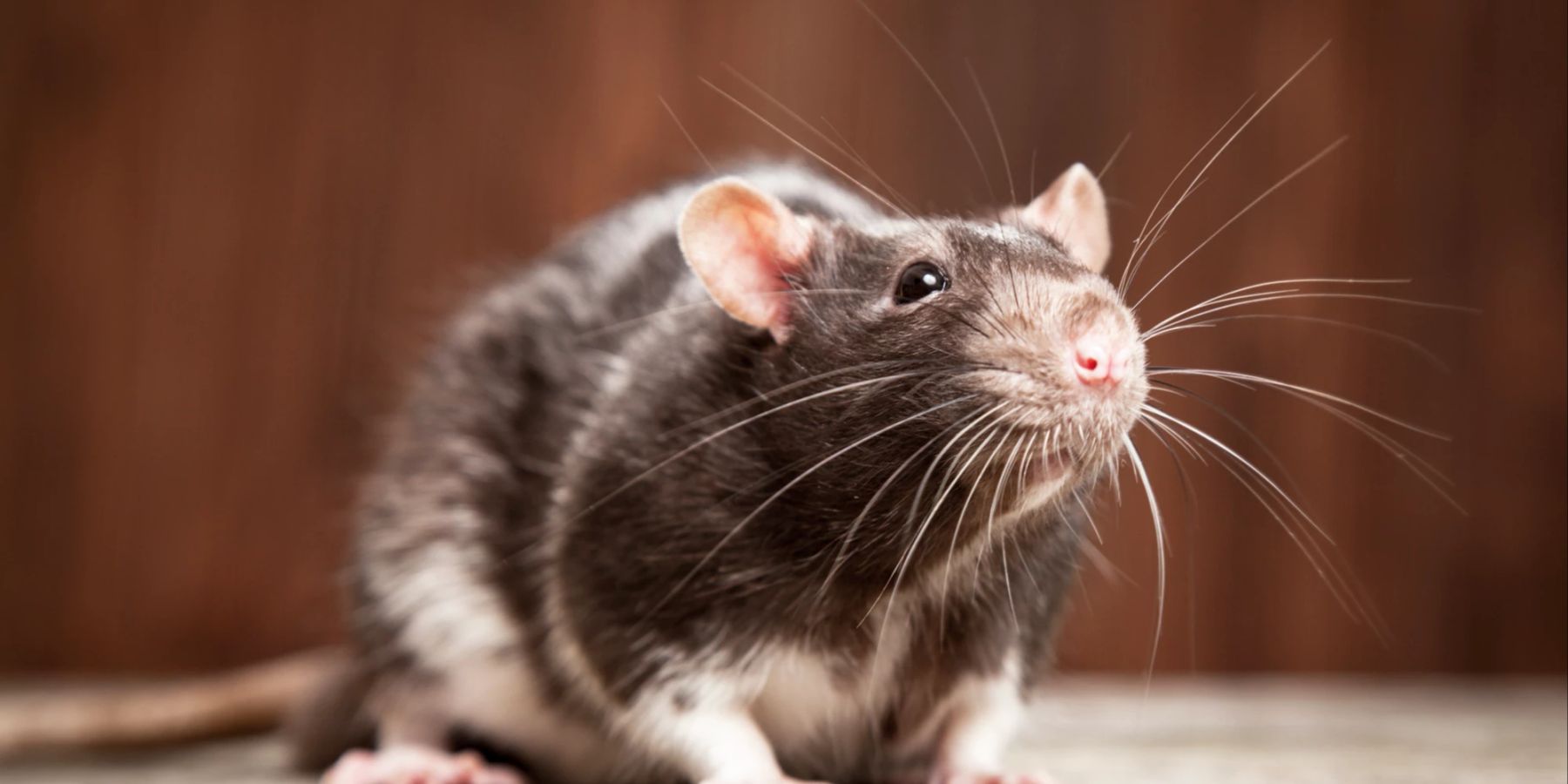 Wunderbar Wie Lange Leben Ratten Ebenbild