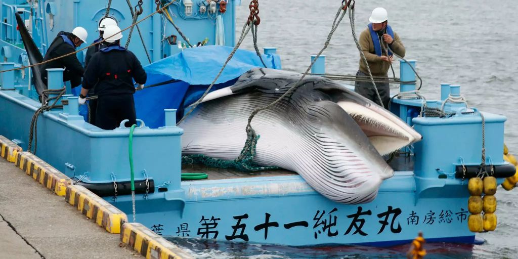 Kommerzielle Wal-Jagd in Japan wieder zugelassen