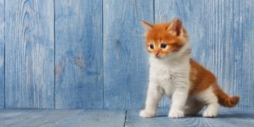 Vorsicht, Katze: Das sind ihre Feinde als Freigänger | Nau.ch