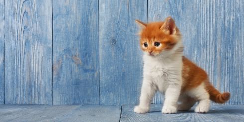 Vorsicht, Katze: Das sind ihre Feinde als Freigänger | Nau.ch