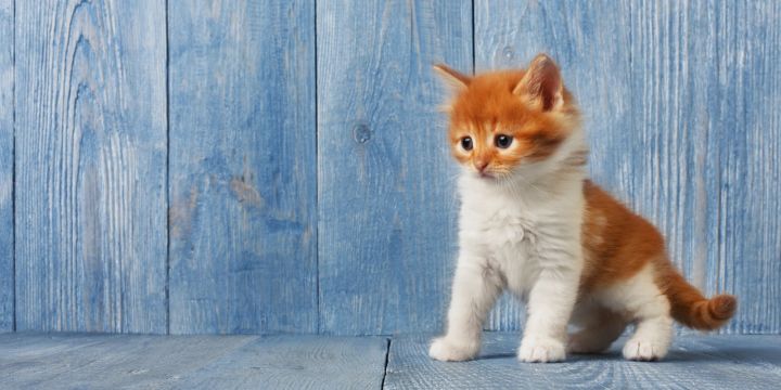 Vorsicht, Katze: Das sind ihre Feinde als Freigänger | Nau.ch