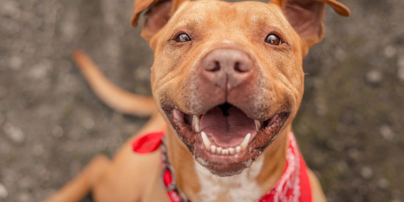 Was bedeutet Haarausfall bei Pitbulls? | Nau Tiere