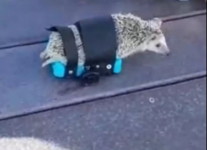 Good News: US-Teenagerin bastelt Gehhilfen für behinderte Tiere | Nau.ch