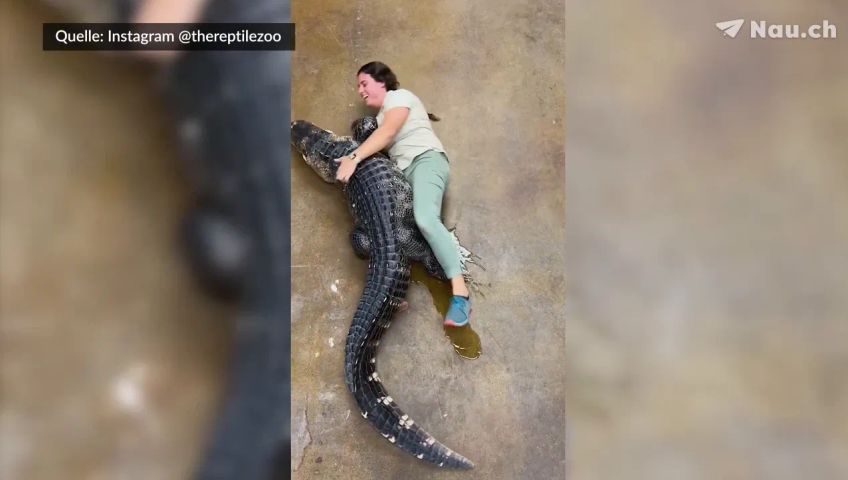 Alligator passiert bei Umarmung mit Pflegerin ein Missgeschick