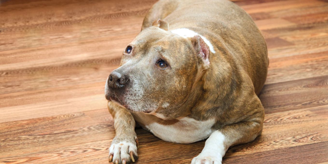 Body Condition Score (BCS) beim Hund messen: So geht's | Nau Tiere