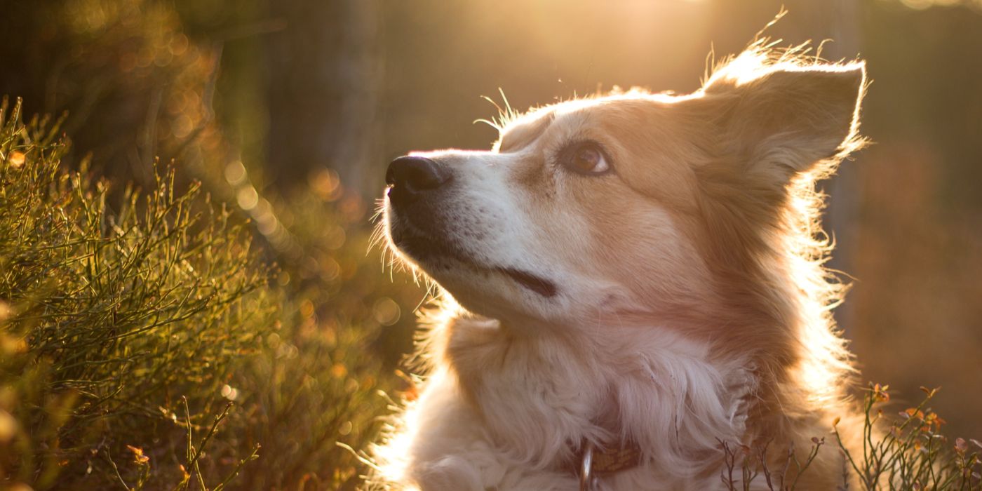 Hund: Alle Infos und Hintergründe
