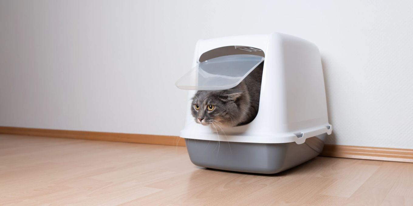 Luxus Katze An Neues Katzenklo Gewãhnen Ebenbild