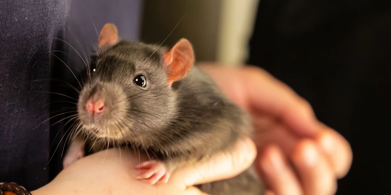 So lange leben Ratten | Nau Tiere