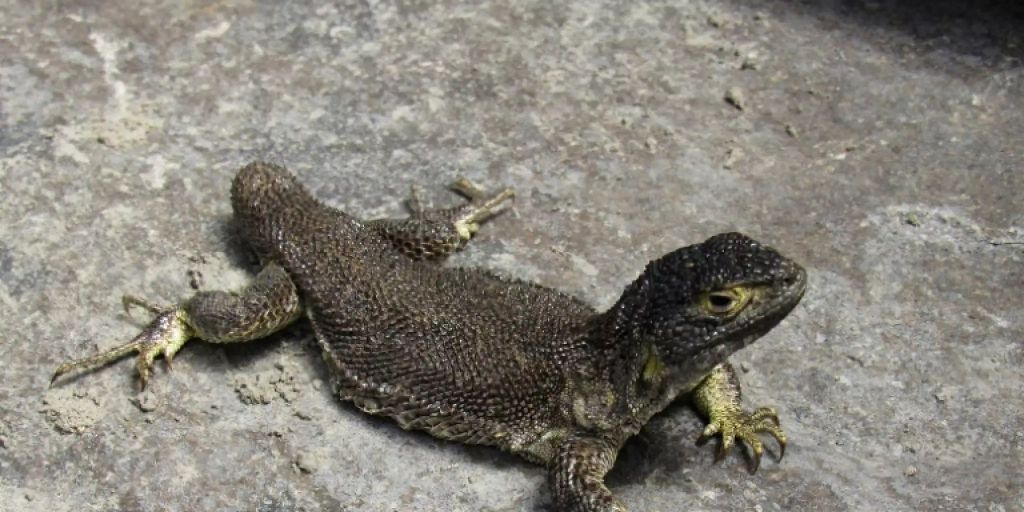 Wissenschaftler in Peru entdecken neue Echsenart