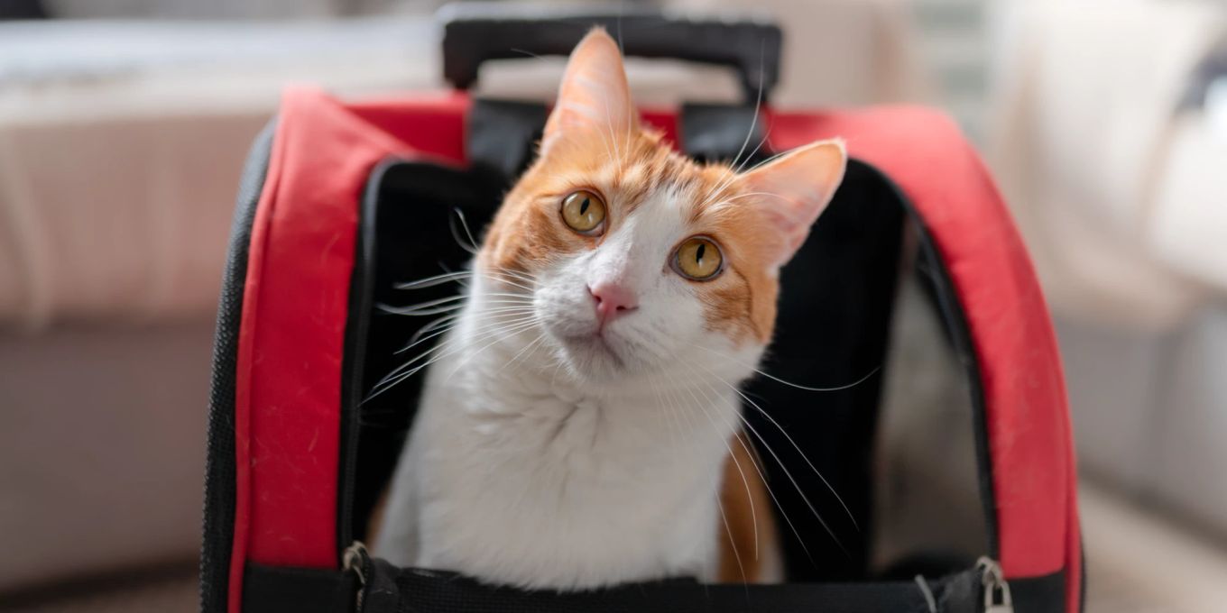 Mit der Katze auf Reisen: So gelingt's ohne Drama | Nau.ch