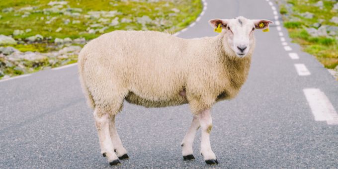 Polizei verfolgt geflüchtetes Schaf über die Autobahn | Nau.ch
