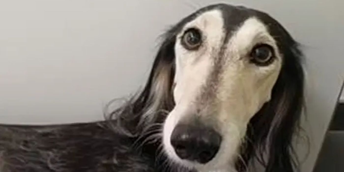 Bryan Adams bringt Fans zum Mitsingen | Nau.ch