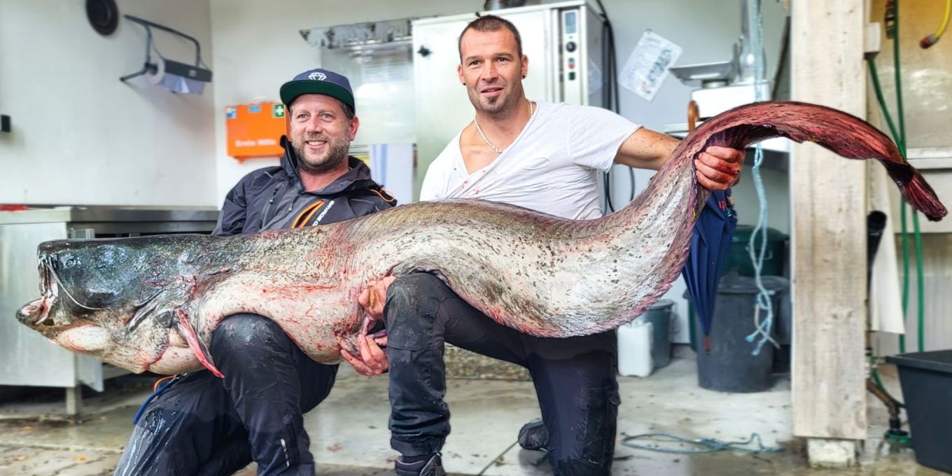 Fischer ziehen 90-Kilo-Riesenwels aus dem Bodensee | Nau.ch