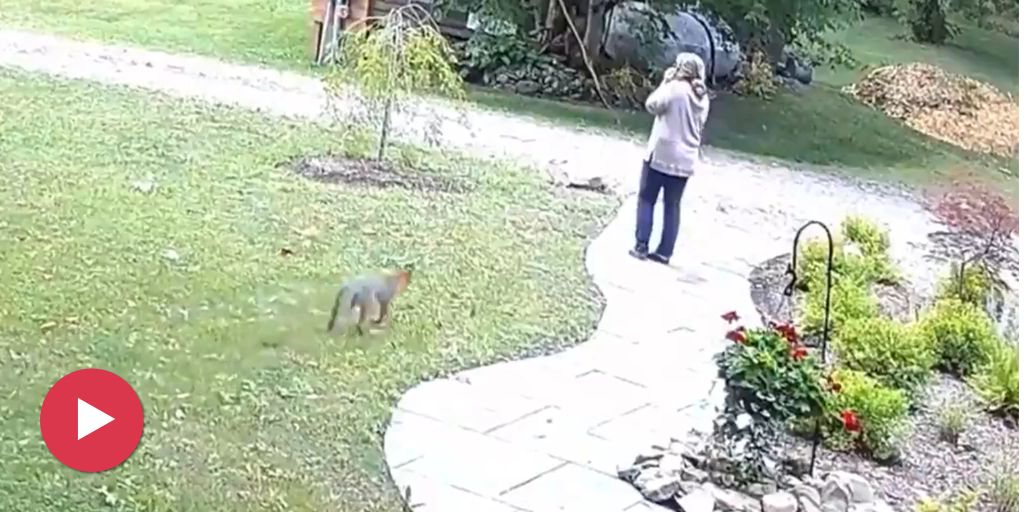 Tollwütiger Fuchs beisst Frau in New York ins Bein