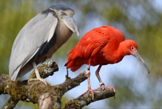 Am Bodensee: Roter Ibis aus französischem Zoo gesichtet | Nau.ch