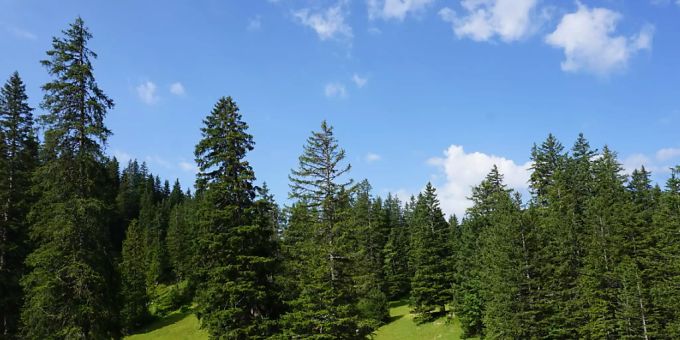 Schweizer Waldmittelpunkt befindet sich neu auf der Alp Älggi OW | Nau.ch