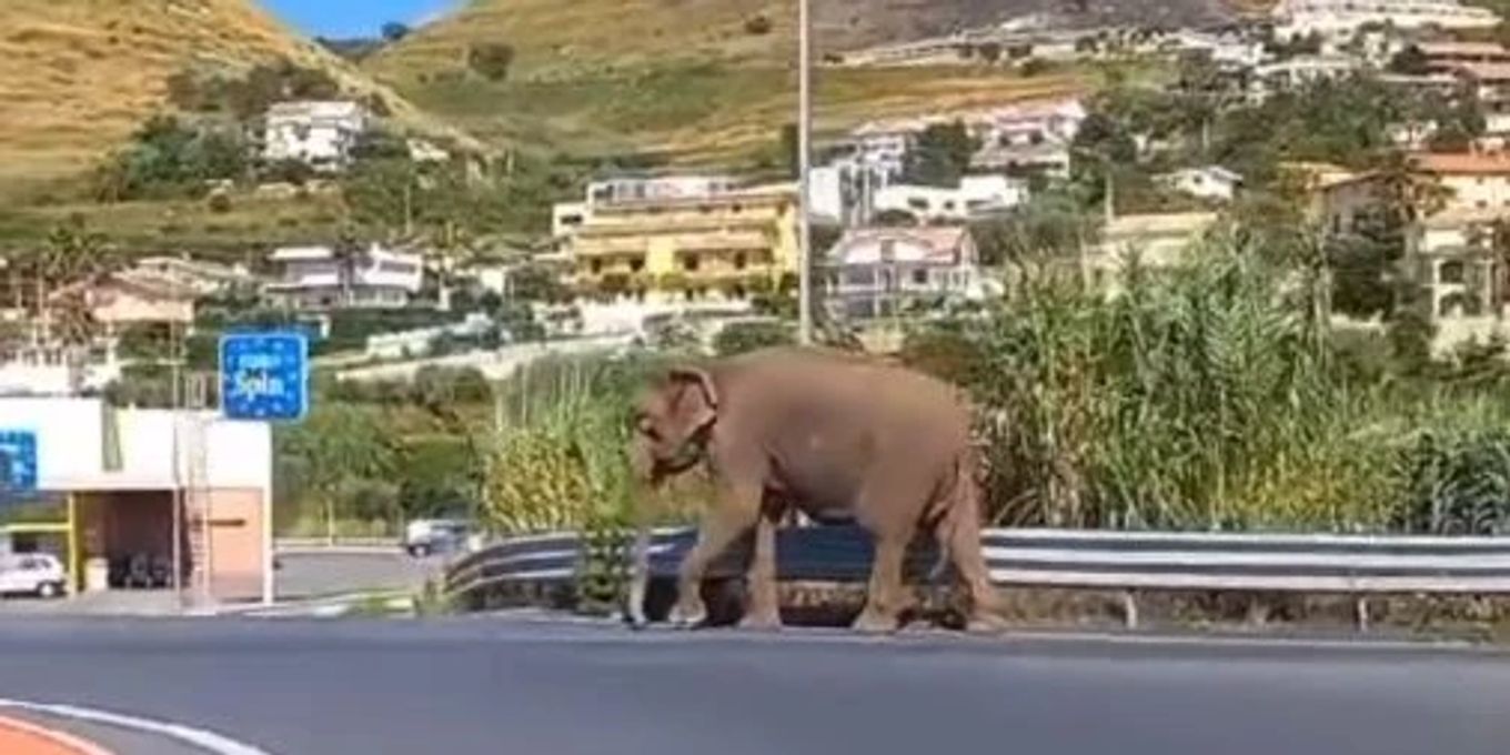 Elefant büxt aus Zirkus aus und spaziert auf italienischen Strassen ...