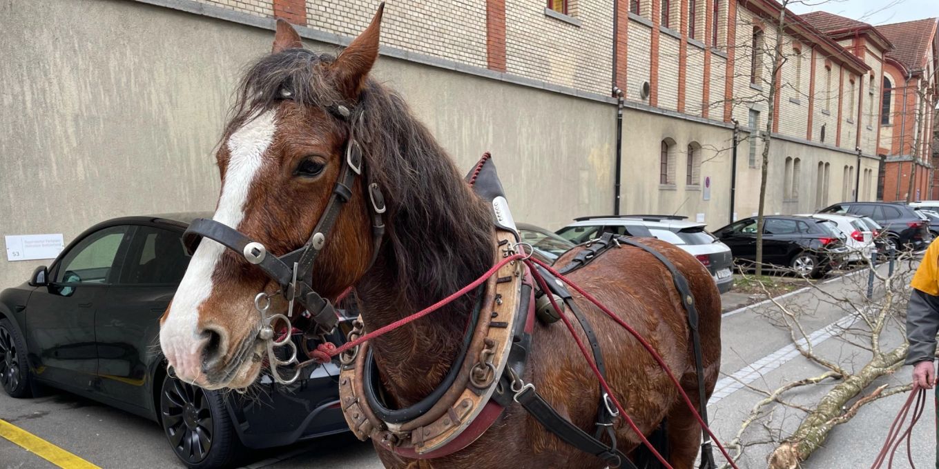 Winterthur: Pferd galoppiert mit 10-Meter Baum durch die Stadt | Nau.ch