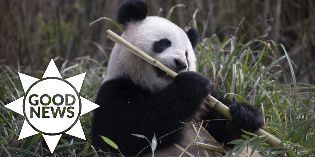 Zahl in freier Wildbahn lebender Pandas gestiegen