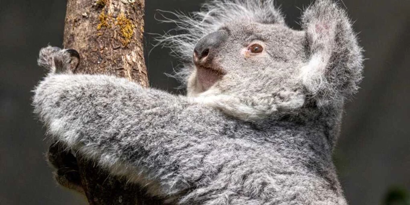 Koala, Python und Leguan treffen sich im Zoo Zürich | Nau.ch