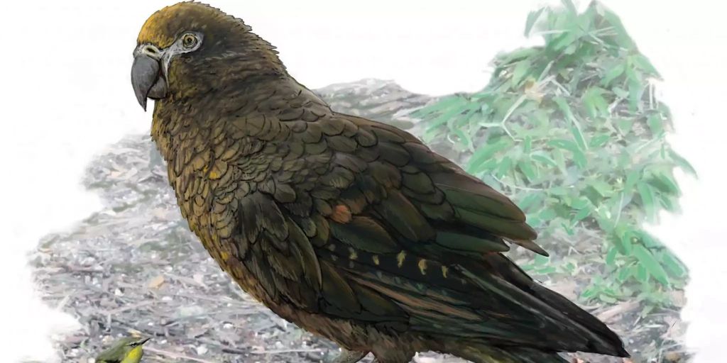 Der grösste Papagei der Erde war einen Meter gross