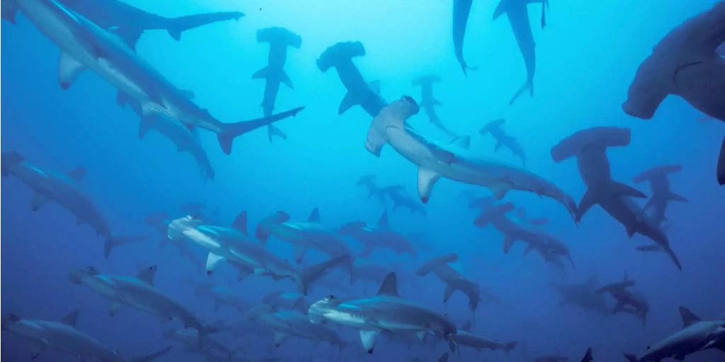 Riblet: Haifischhaut auf Windturbinen