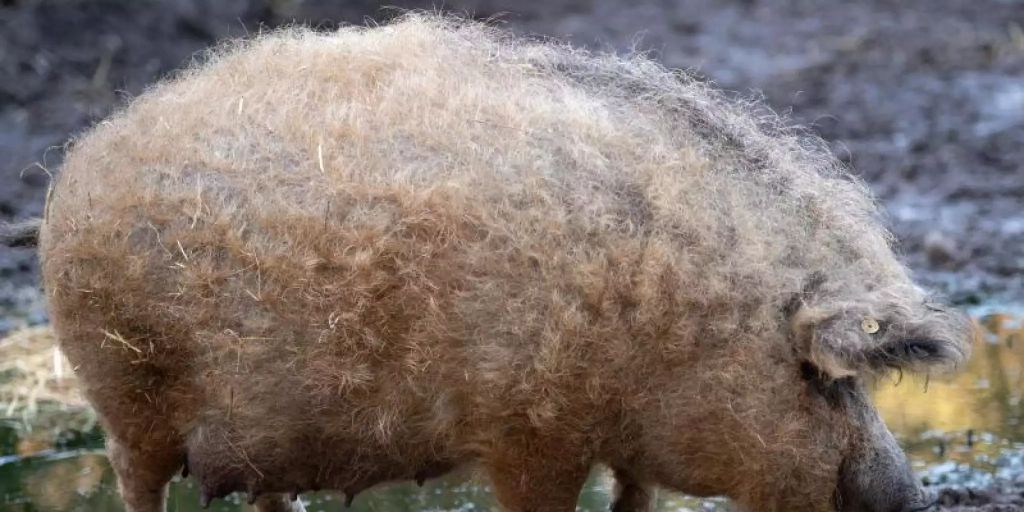 April, April: Taufnamen, Bettwanzen und Wollschweine