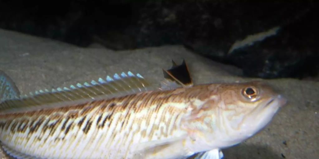 Giftfisch Petermännchen sticht an Küste häufiger zu