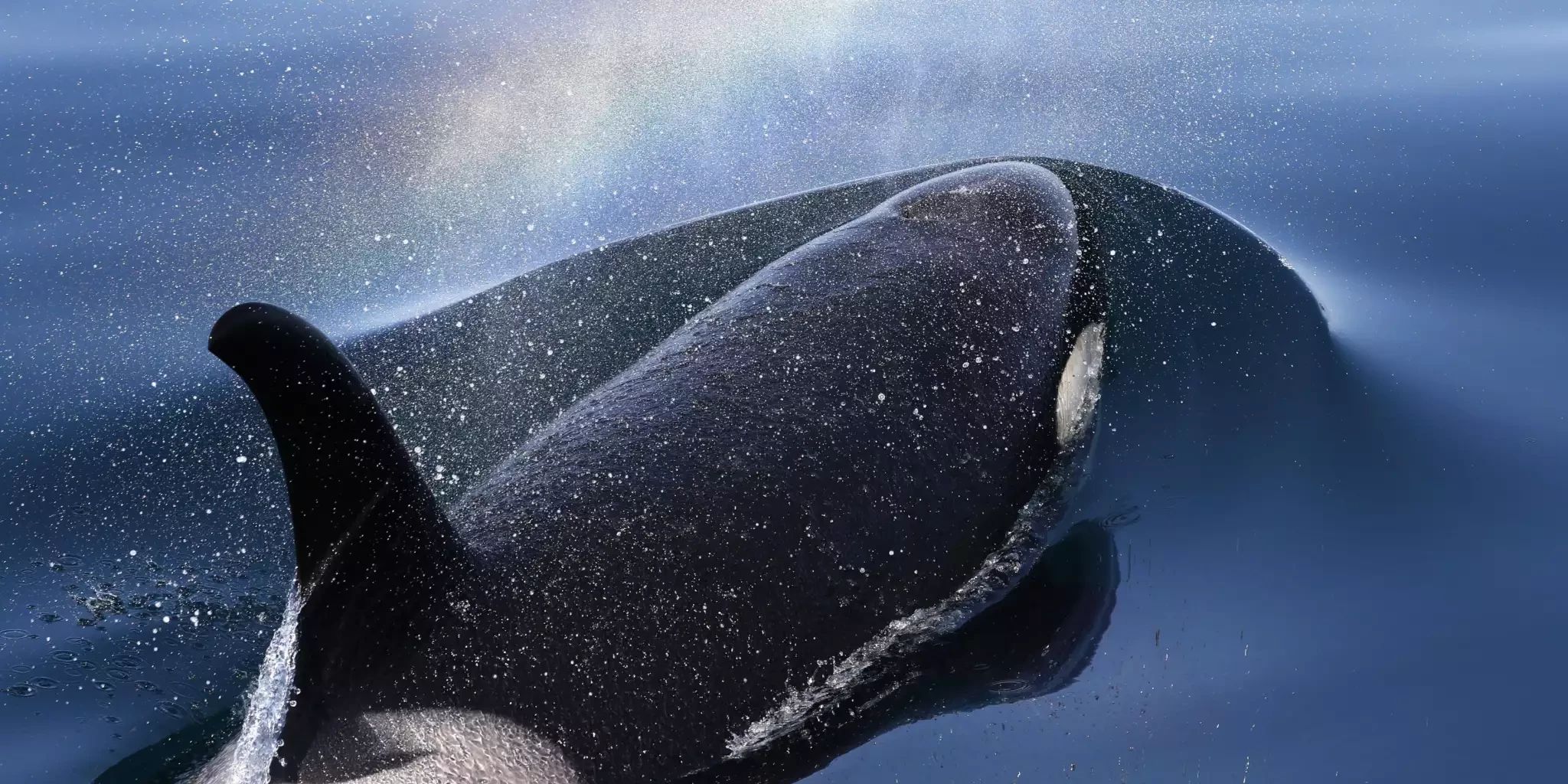 Erster Schwertwal seit 30 Jahren im Mittelmeer aufgetaucht