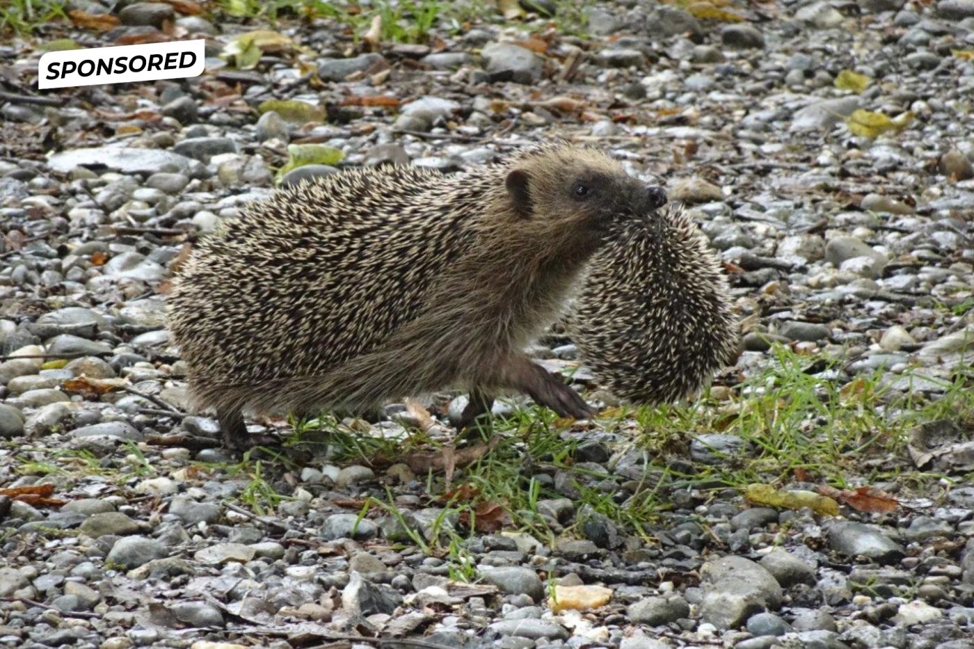 Deshalb sind Laub und Äste für Igel überlebenswichtig | Nau.ch