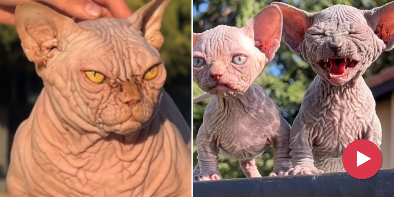 Bullycats: Neue Quälzucht-Katzen erreichen die Schweiz – Aufschrei | Nau.ch